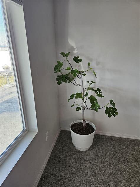 Does Anyone Have Suggestions On How I Should Prune This For Better