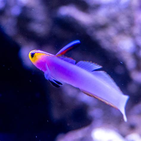 Purple Goby Firefish