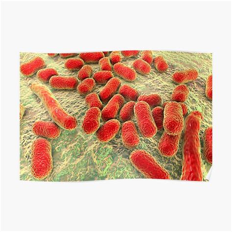 Bacterium Acinetobacter Baumannii Poster For Sale By Drmicrobe