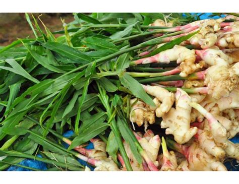 Ginger Plant Underground Stem At Gilbert Strothers Blog