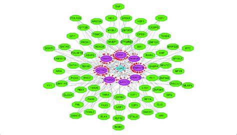 The Transcriptional Regulatory Network Of Eight Hub Genes And Tfs