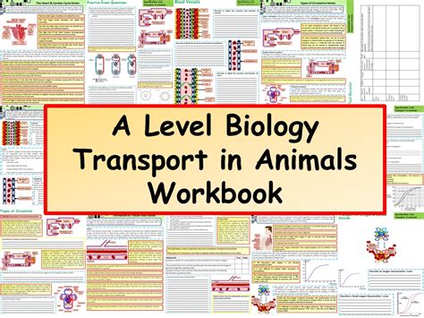 A Level Biology Transport In Animals Workbook Teaching Resources