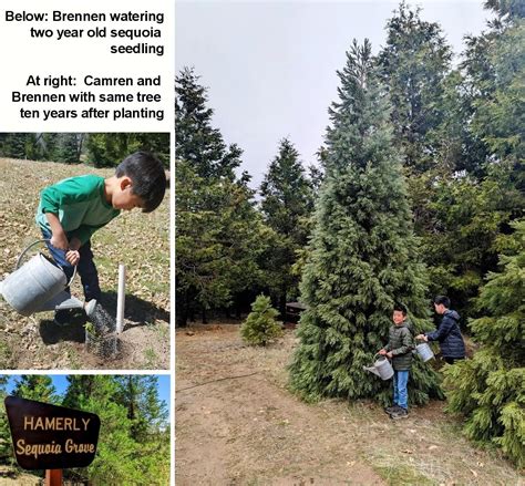 A Decade Of Growth Sequoia Sentinels