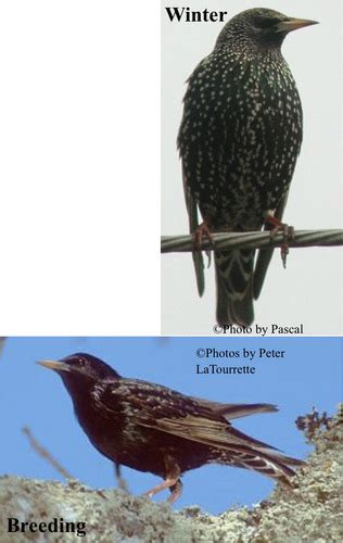 Lab 4 Passeriformes Iii Flashcards Quizlet