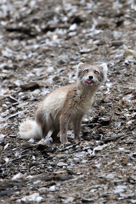 An Arctic Fox In Summer Coat North Of Svalbard In The Arctic Stock