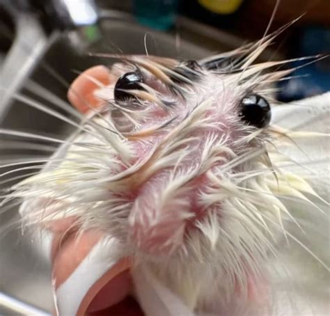 Wet Rat Roxylalonde On Tumblr