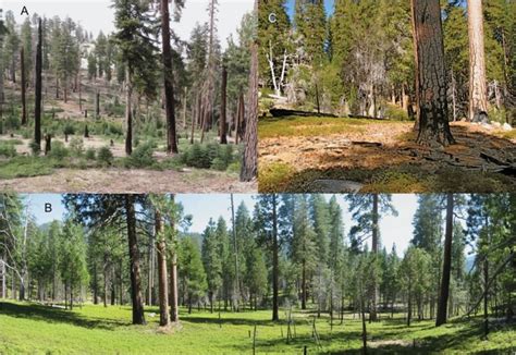 Examples Of The Three Metrics Suggested For Assessing Ecologically Download Scientific Diagram