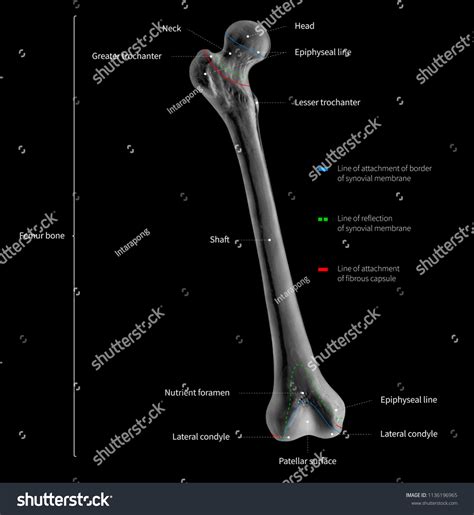 Infographic Diagram Human Femur Bone Leg стоковая иллюстрация