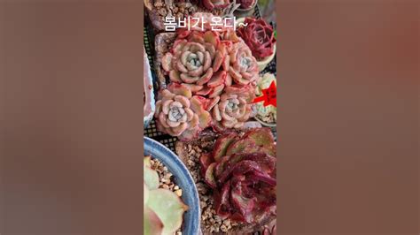 봄 비 맞는 걸이대 다육이들 ~ 기분 좋다 Youtube