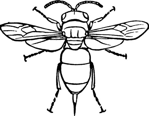 Chrysis Vintage Illustration 35435741 Vector Art At Vecteezy