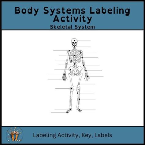 Skeleton Labeling Activity By Popcornpara Tpt