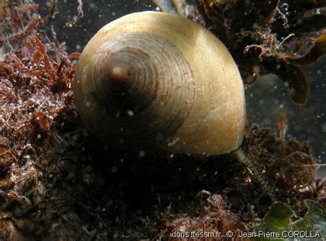 Littorina Littorea Doris