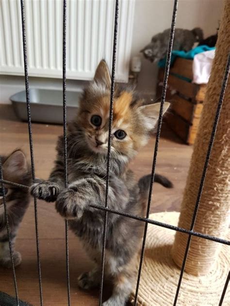 Maine Coon Cats For Sale Los Angeles Ca 533017