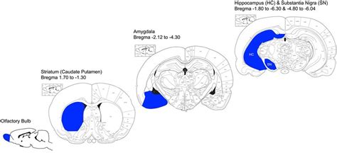 Rat Brain Dissection Diagram