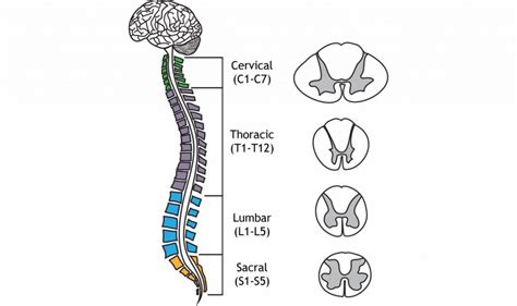 Spinal Cord Structure Introduction To Neuroscience