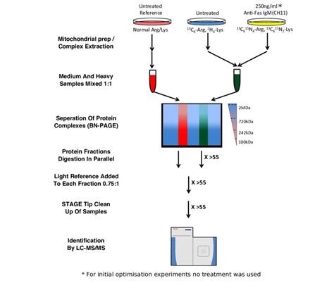 Figure S1 Workflow Of The Bn Pcp Silac Approach Download Scientific