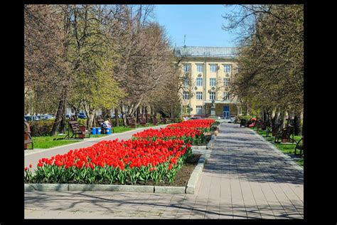 Власти Кемерова рассказали сколько стоит миллион цветов - МК Кузбасс