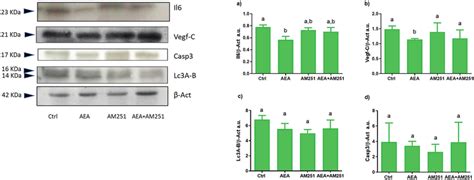 Aea Effects On Molecular Targets Involved In Angiogenesis And Download Scientific Diagram
