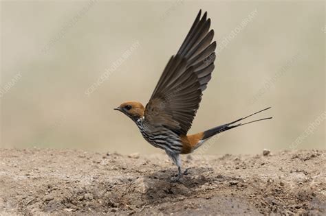 Lesser Striped Swallow Taking Off Stock Image C0573643 Science