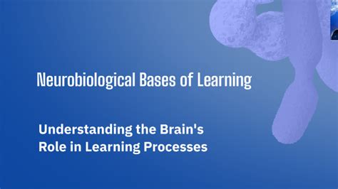 Neurobiological Bases Of Learning By Alvaro Ditta On Prezi