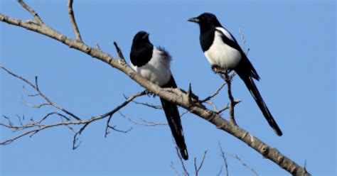 마라도까지 까치 번식 생태계 교란