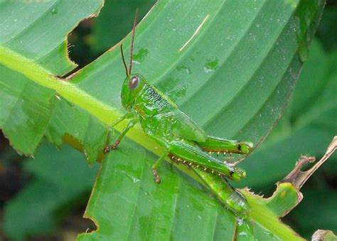 Grasshopper Mindanao Cagayan De Oro Philippines