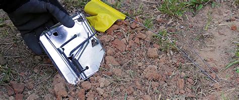 how to get rid of gophers gopher control and yard treatment