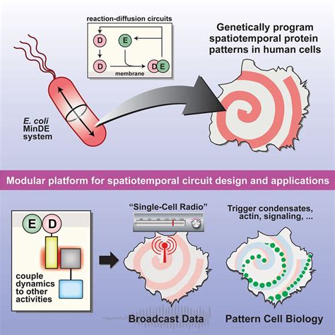 Cellularengineering Bioinformatics Biotechinnovation