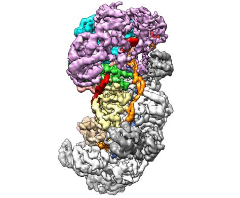 Liao Lab Uncovers The Structural Basis Of Rna Guided Dna Degradation By
