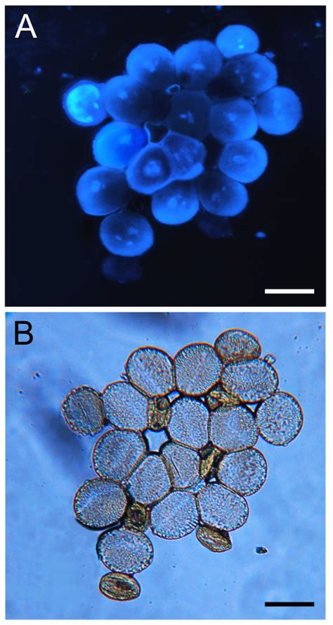 Dapi Analysis Of Pollen From Wild Type And P5cs1 P5cs2p5cs2 A Dapi