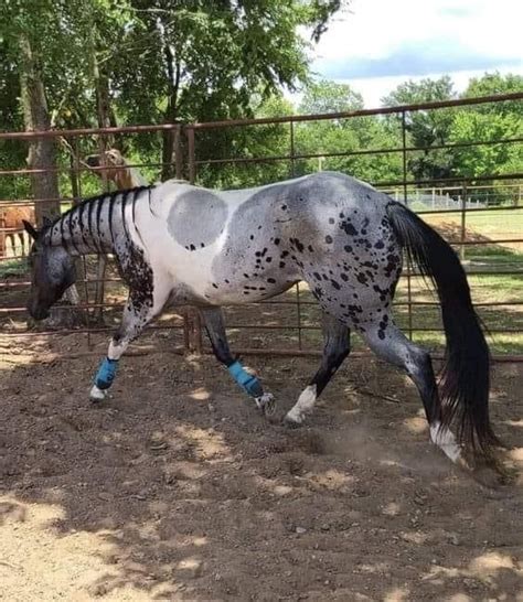 Pin By Fall On Coat Color Refrences Appaloosa Horses Rare Horses