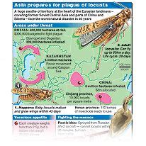 Environment Locust Plague Infographic