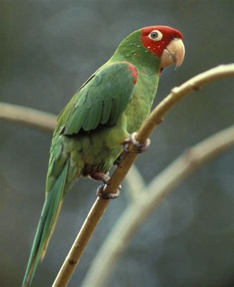 Red Masked Parakeet Naturerules1 Wiki Fandom