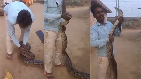 Viral Video విషం ఉండదని కొండచిలువను పట్టుకుని ముద్దు పెట్టుకున్నాడు చివరకు దాని రియాక్షన్