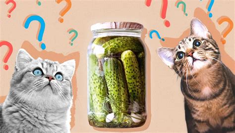 Can Cats Eat Pickles — Modern Vet