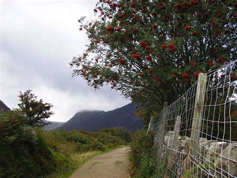An English Gardener S Diary I Do Love My Rowan Gardenista