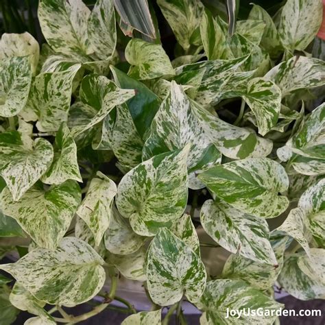 Pothos Plants Answering Your Frequently Asked Questions