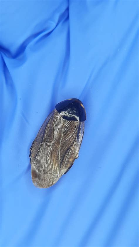 Had The Markings And Itches That May Indicate Bed Bugs Found This Guy