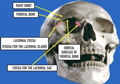 Fossa For Lacrimal Sac
