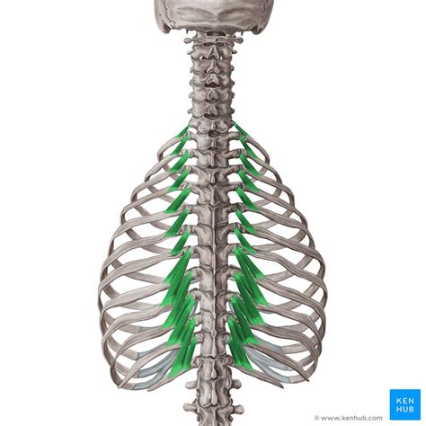 Levatores Costarum Origin Insertion Innervation Action Kenhub