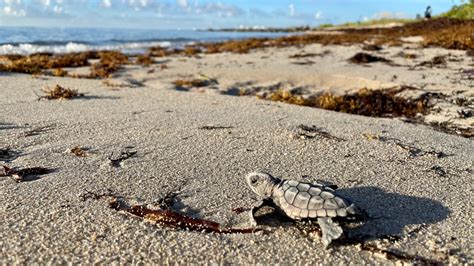 Frost Science Offers Unique Sea Turtle Nest Excavation Educational
