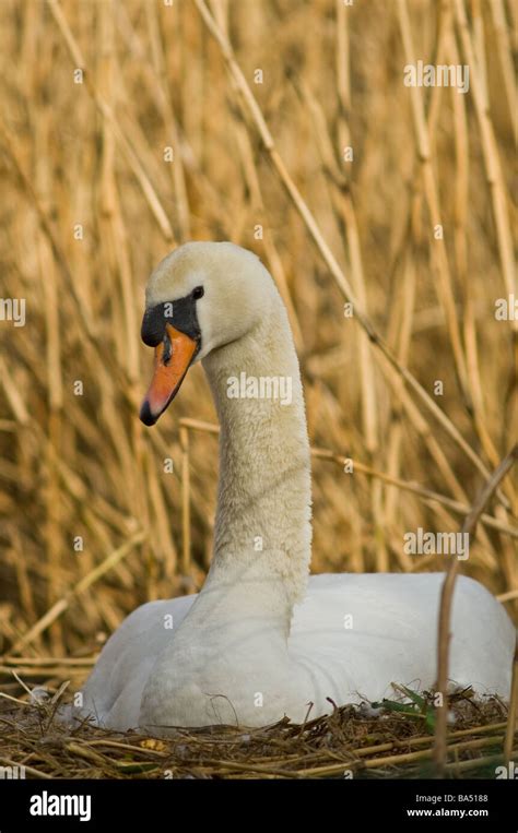 Female Swan Guarding And Incubating Her Eggs Stock Photo Alamy