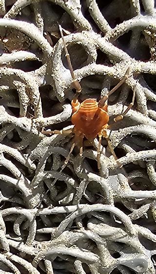 Tiny Red Arachnid On Doormat Bugguidenet