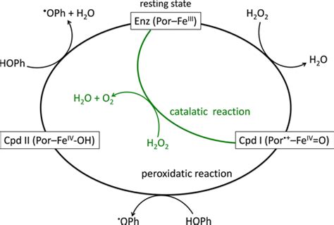 Catalase Reaction Diagram