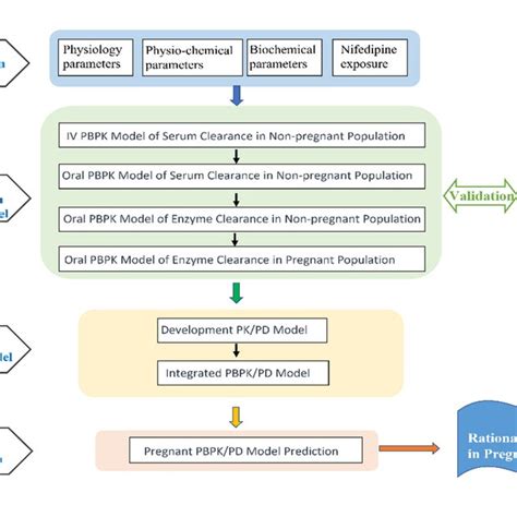 Workflow For Developing A Pbpkpd Model Of Nifedipine In Pregnant Women Download Scientific