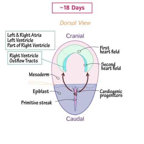 CVS Flashcards Quizlet