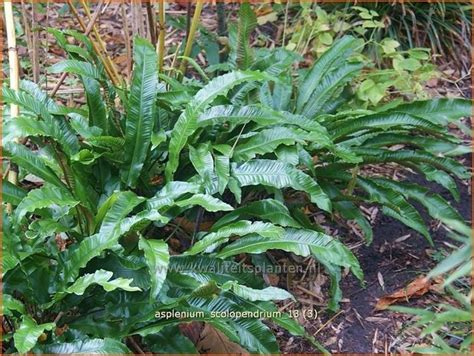 Tongvaren Asplenium Scolopendrium Streepvaren Kopen Bestellen