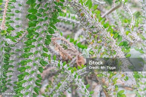 가장자리가 톱니 모양인 뾰족한 잎이 있는 식물이 등장하는 흐릿한 이미지로 숲이나 정원과 같은 야외 환경에서 사용할 수 있습니다 개념에 대한 스톡 사진 및 기타 이미지