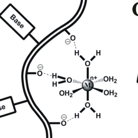 Modes Of Metal Ion Binding To Rna Metal Cations M N Can Associate Download Scientific