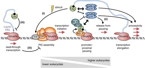 The Nuclear Cap Binding Complex As Choreographer Of Gene Transcription